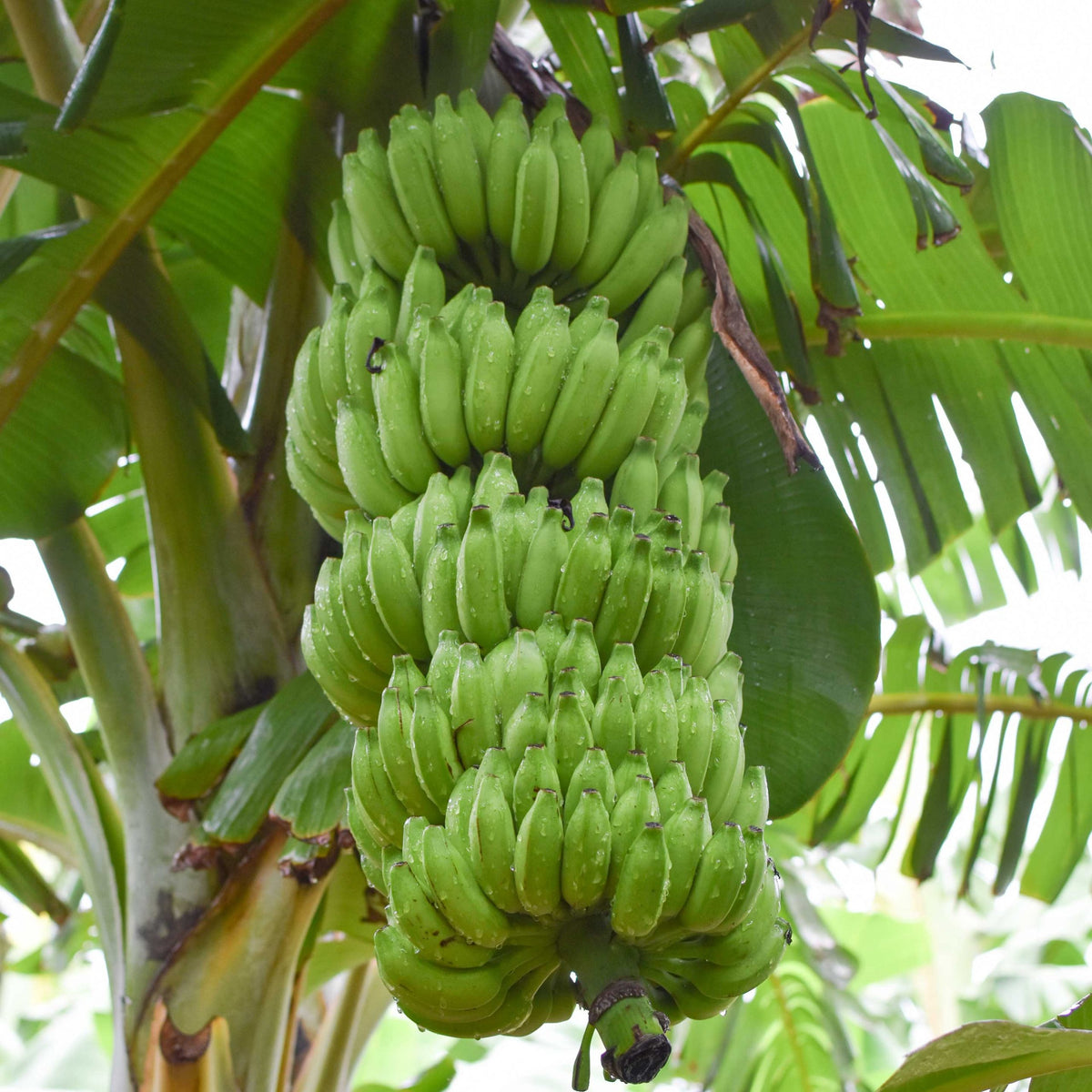 Catalogue | LK Trading Lanka (Private) Limited